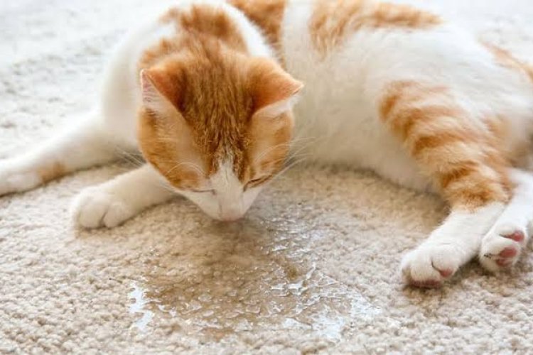 Cara Menghilangkan Bau Pipis Kucing yang Menyengat - Cerah dan Terbarukan